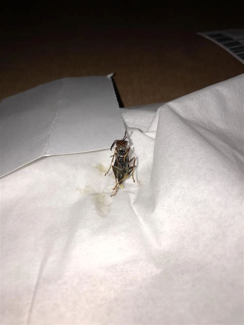 Get Wrecked Scrolller