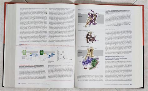 Molecular Cell Biology 7th Edition Hobbies And Toys Books And Magazines Textbooks On Carousell