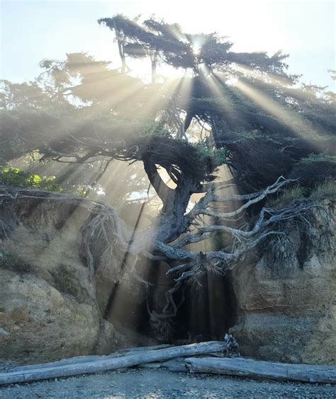 Washington State Tree Of Life Mitch Hynes