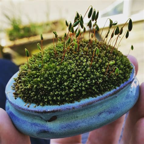 Tiny Pot Of Moss Scrolller