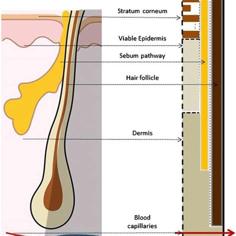 Simplification Of Hair Follicle Anatomy A Into A 2d Modelling Domain