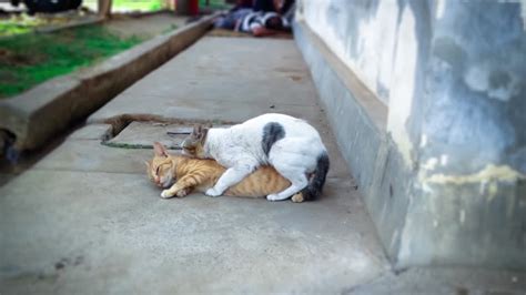 720 Mating Cats Stock Videos And Royalty Free Footage Istock