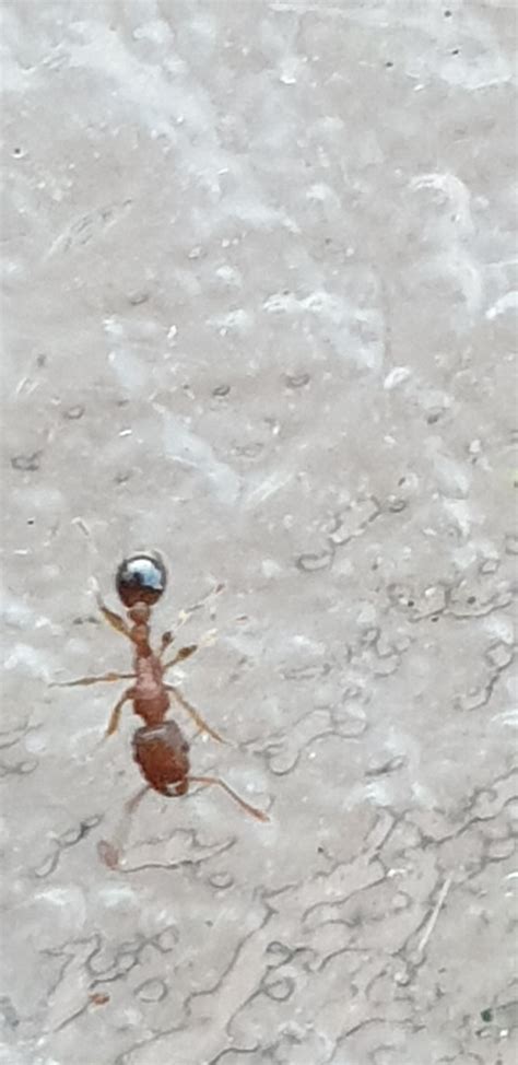 Are These Fire Ants Rants