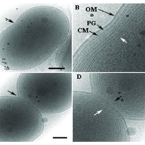 Cell Division In Prochlorococcus Strain Mit9313 And Its Impact On The