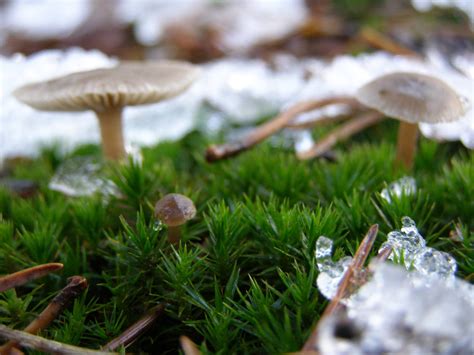 Nitrous Oxide And Sex The Pub Shroomery Message Board