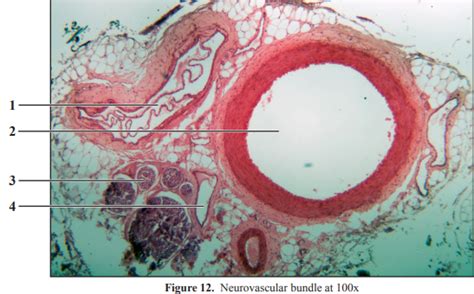Neurovascular Bundle Diagram Quizlet