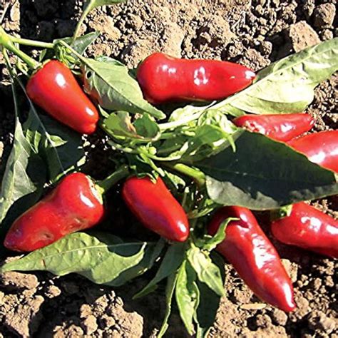 Plantas De Chile Fresno