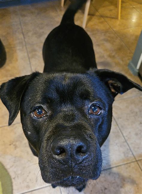 Mr Buzz Rvelvethippos