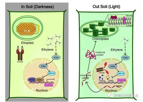 Plant Cell 北大钟上威与首师大施慧课题组揭示出土幼苗叶绿体发育的分子开关 搜狐大视野 搜狐新闻