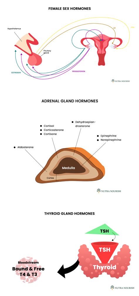Types Of Female Hormones And Their Roles In Womens Health