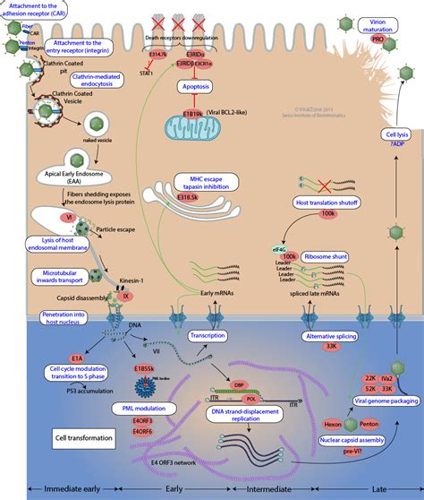 Mastadenovirus Replication Cycle ~ Viralzone