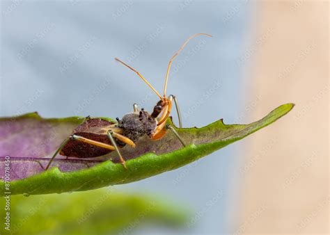 An Assassin Bug The Gardeners Friend Because It Is A Voracious Insect
