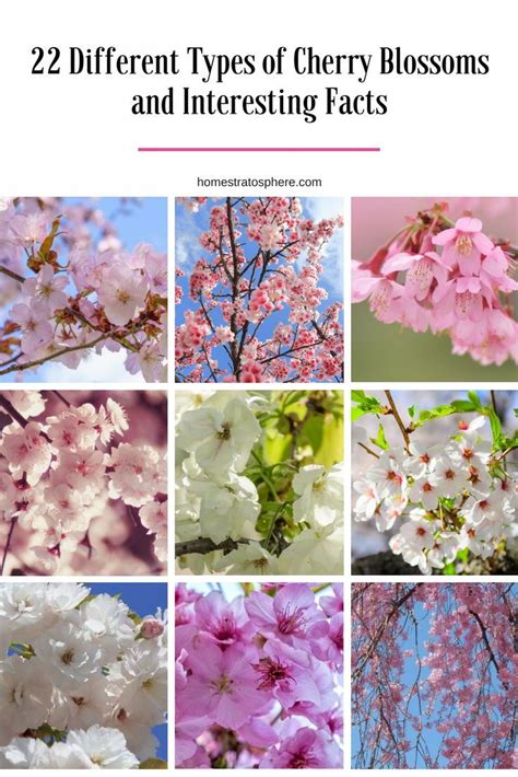 Different Types Of Cherry Blossom Trees At Oscar Loveless Blog