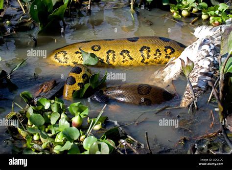 What Kind Of Food Does An Anaconda Eat At Darrell Coria Blog