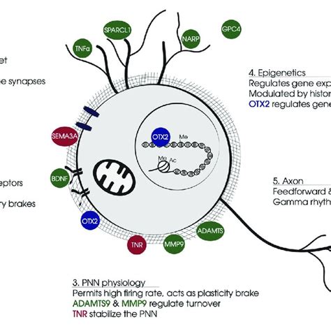 Of Non Cell Autonomous Factors Involved In Fs Pv Cell Physiology 1 Download Scientific