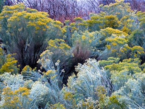 Plant Rubber Rabbitbrush For Its Brilliant Blaze Of Gold In Fall