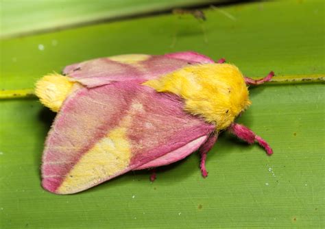 Rosy Maple Moth Pet