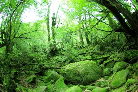 オーブ と 木霊 misaのブログ