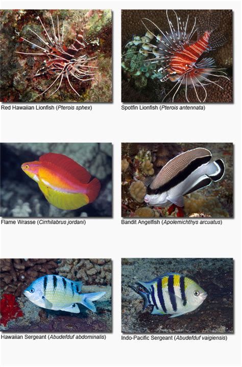 Hawaiis Endemic Species Maui Scuba Diving Mike Severns Diving