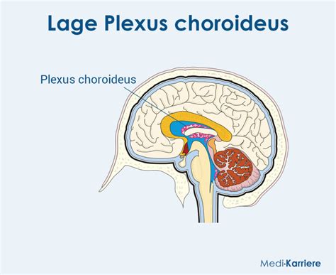 Plexus Choroideus Aufbau Und Funktion Medi Karriere