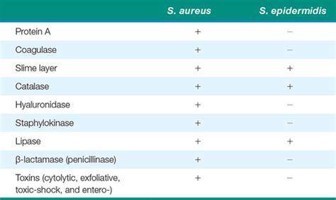 Staphylococcus Flashcards Quizlet