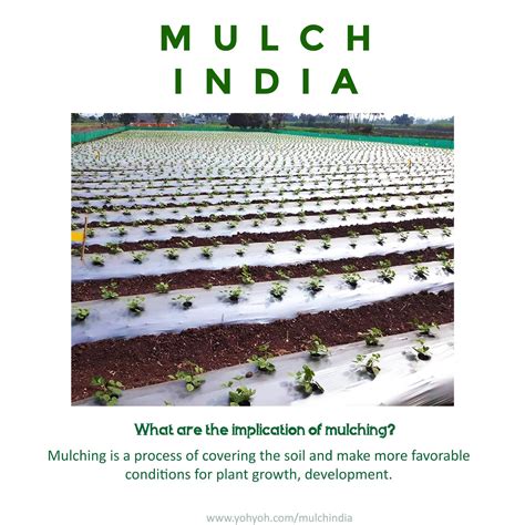 MulchIndia What Is The Implication Of Mulching