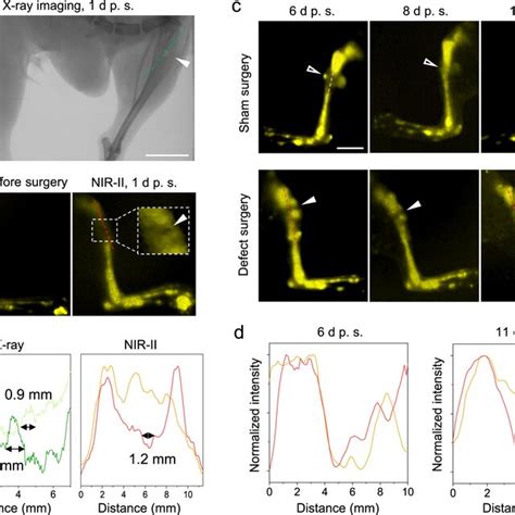 Cell Uptakes Of Erncs In Mouse Bone Marrow A Ex Vivo Nir Ii Imaging Of Download Scientific