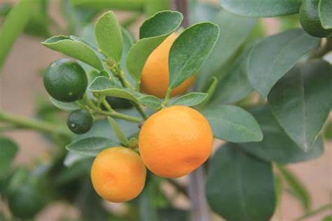Citrus Trees Tulbagh Tree And Plant Nursery