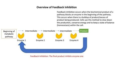 Feedback Inhibition Definition And Examples Biology Dictionary