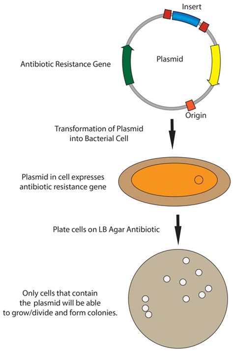 Bacterial Transformation — Galloway Lab Protocols Documentation