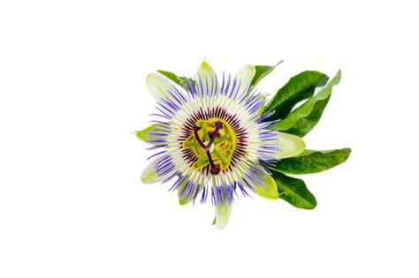 Premium Photo Passiflora Incarnata On The White Background