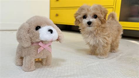 움직이는 인형을 본 아기 강아지 Youtube