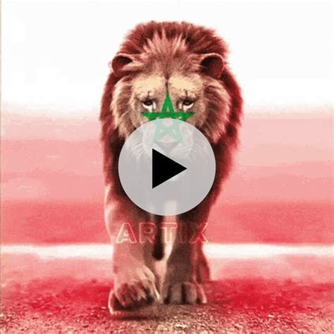 백수의 왕 사자 유머 움짤 이슈 에펨코리아