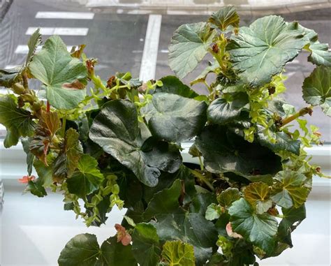 10 Advantages Of Having A Zonale Geranium 🌺