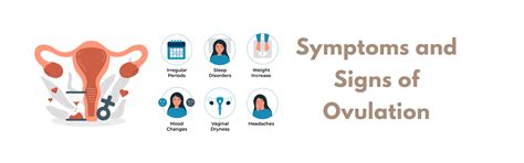 10 Ovulation Signs To Watch For Medcy Ivf Guide