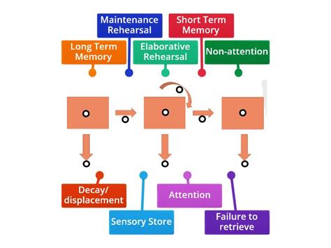 msm md labelled diagram