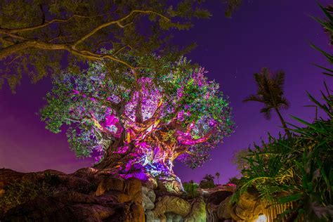 Garden Of Eden Tree Of Life