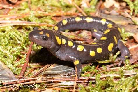 What Salamanders Live In Water At Scott Gerber Blog