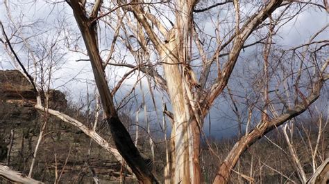 61 Eucalyptus In Shower Stock Videos Footage And 4k Video Clips Getty