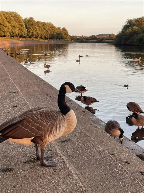 Whats Your Favourite Thing About Geese R Geese