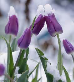 Average Last Spring Frost For Selected Nc Counties Nc Weather Happens