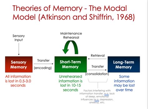 Week 4 Memory And The Brain Flashcards Quizlet