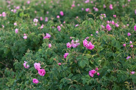 로 사 다 마스는 핑크 오일 베어링 꽃 낙 엽 관목 식물로 알려진 다 마스크 장미 불가리아 Kazanlak 장미의 계곡 5월에 대한 스톡 사진 및 기타 이미지 Istock