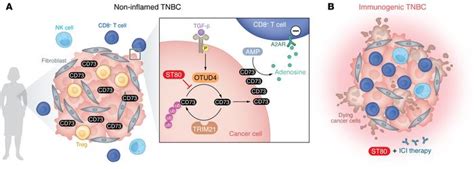 Jci Posttranslational Protein Modifications As Gatekeepers Of Cancer Immunogenicity