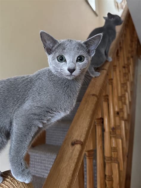 What Breed Is A Russian Blue Cat