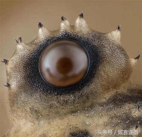 這些是地球上真正存在著的神奇動物你覺得哪種最可愛呢 每日頭條