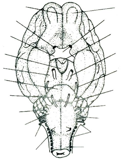 Ventral View Of Sheep Brain Diagram Quizlet