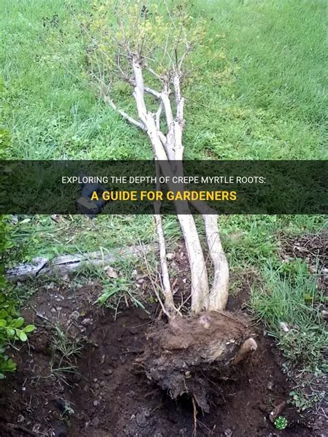 Exploring The Depth Of Crepe Myrtle Roots A Guide For Gardeners Shuncy
