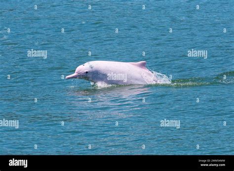 Indo Pacific Humpback Dolphin Chinese White Dolphin Pink Dolphin