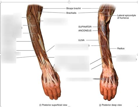 BIO Extensors Of Forearm Diagram Quizlet